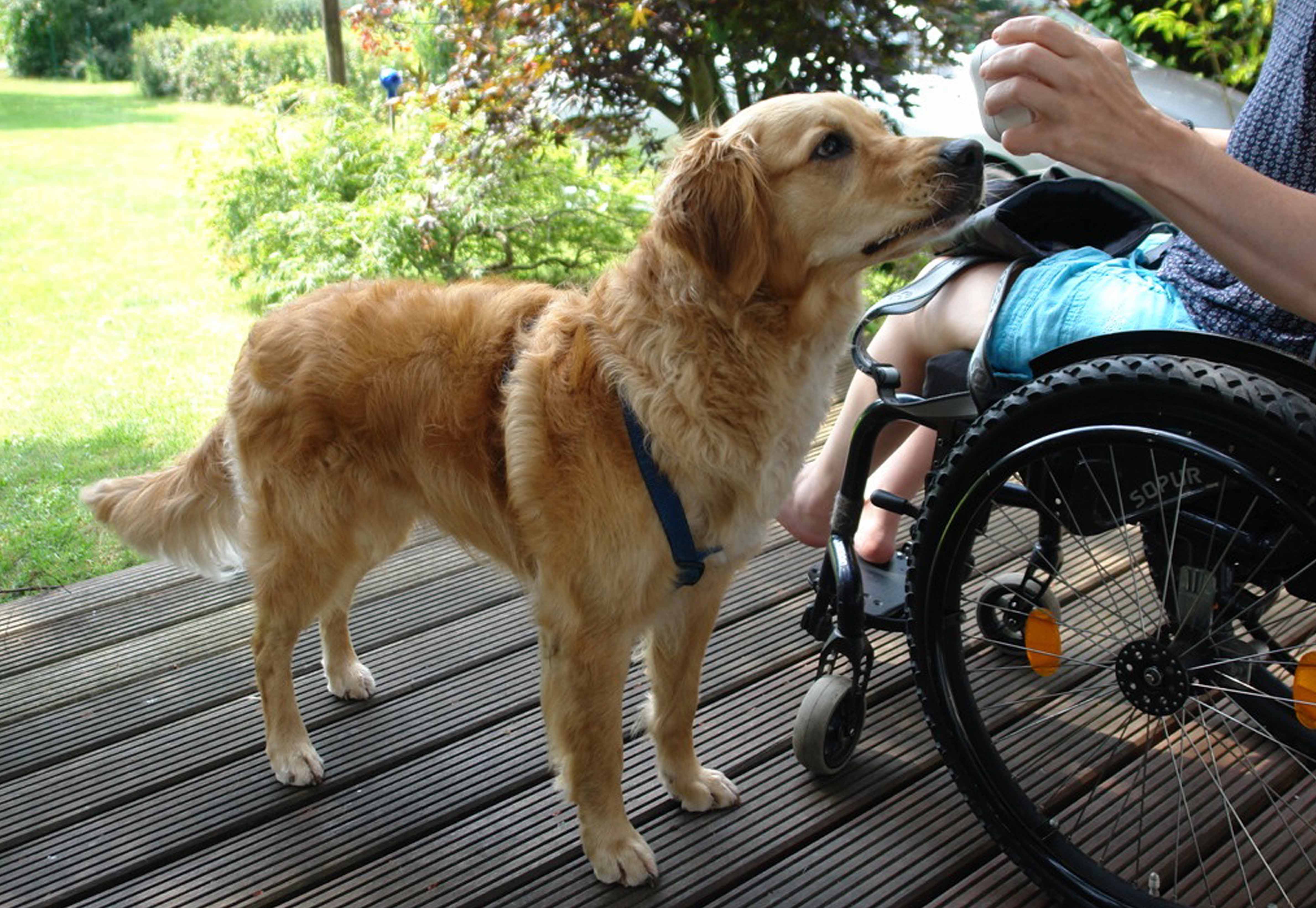 Hunde für Handicaps - Der Weg vom Welpen zum Assistenzhund Teil 3