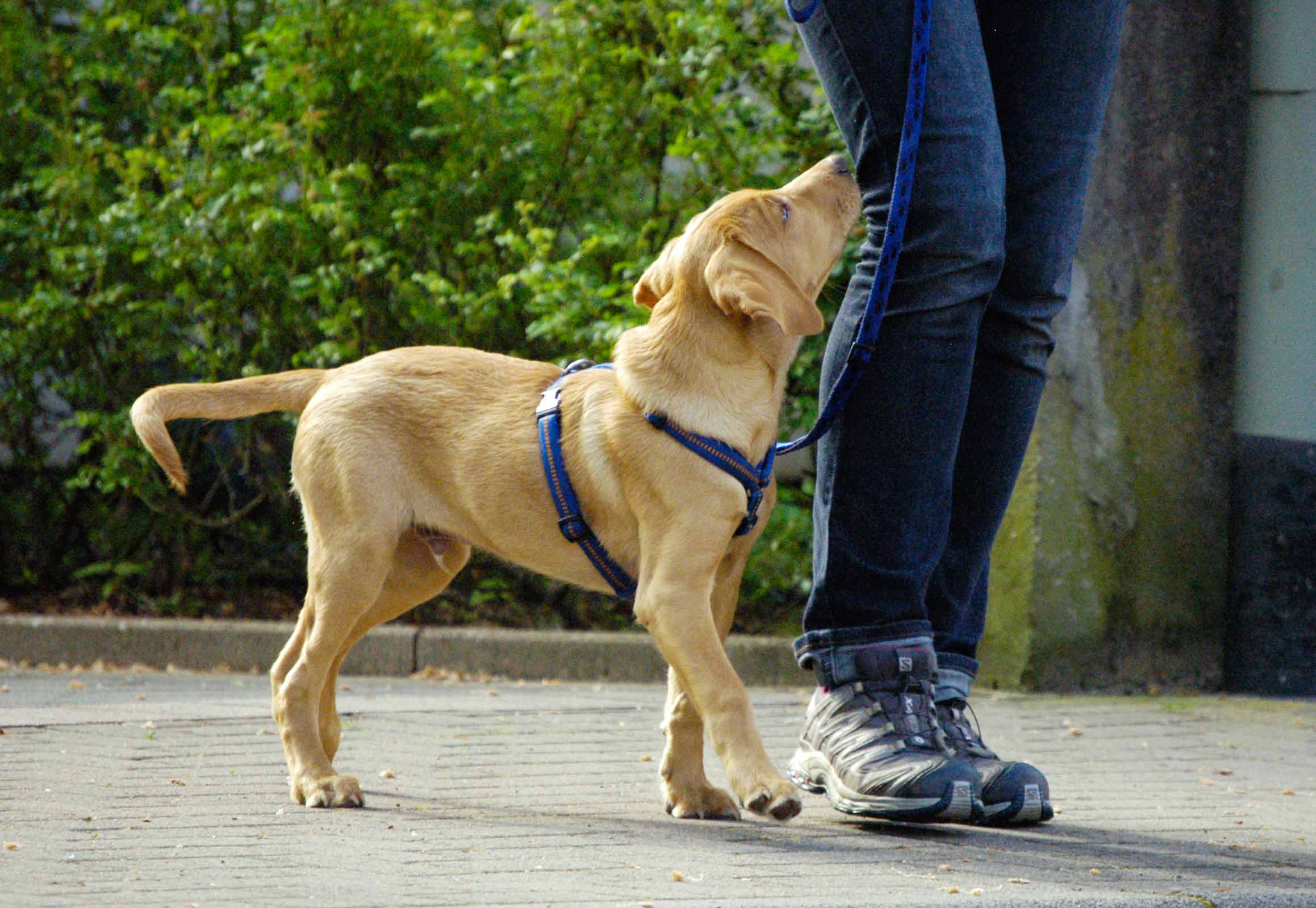 Hunde für Handicaps - Der Weg vom Welpen zum Assistenzhund Teil 2
